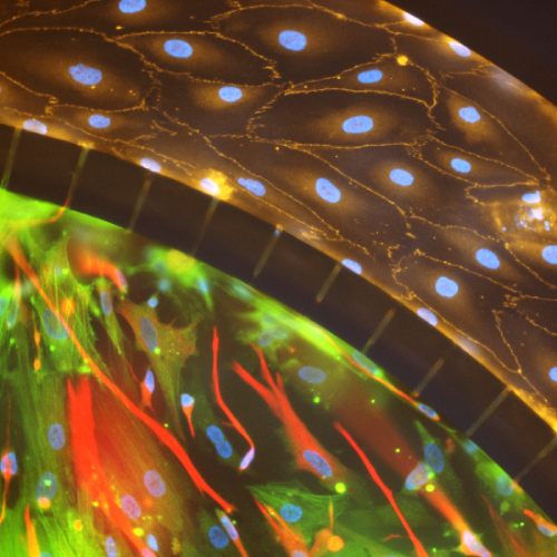 SynBBB 血脑屏障模型 – 杰诺迪（北京）科技有限公司